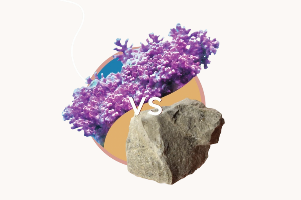 Plants not Rocks: Why Algae Calcium is a more absorbable form of calci ...